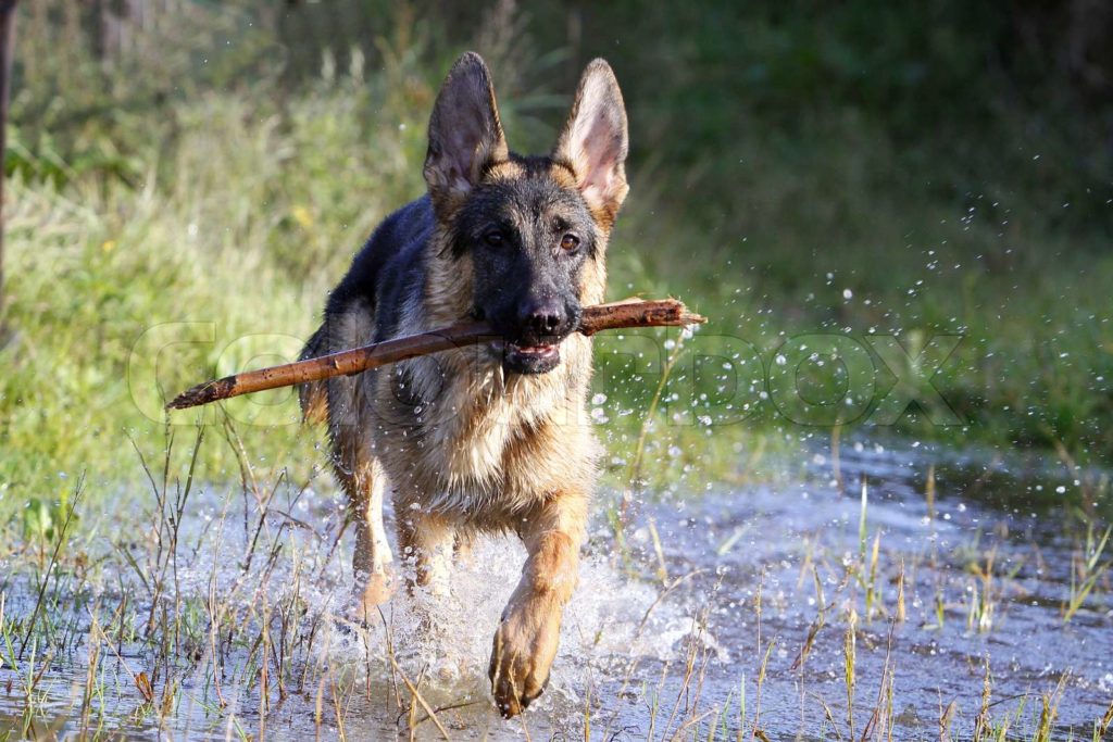Lesson from a Pup | More than Useless